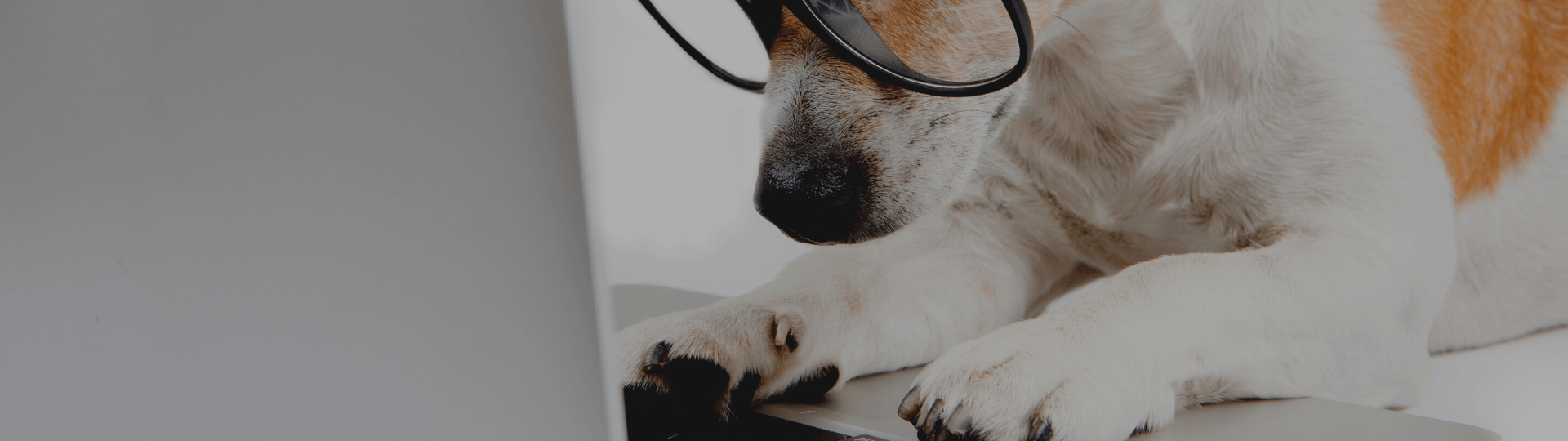 Five benefits of having an Office Dog - redPepper Marketing